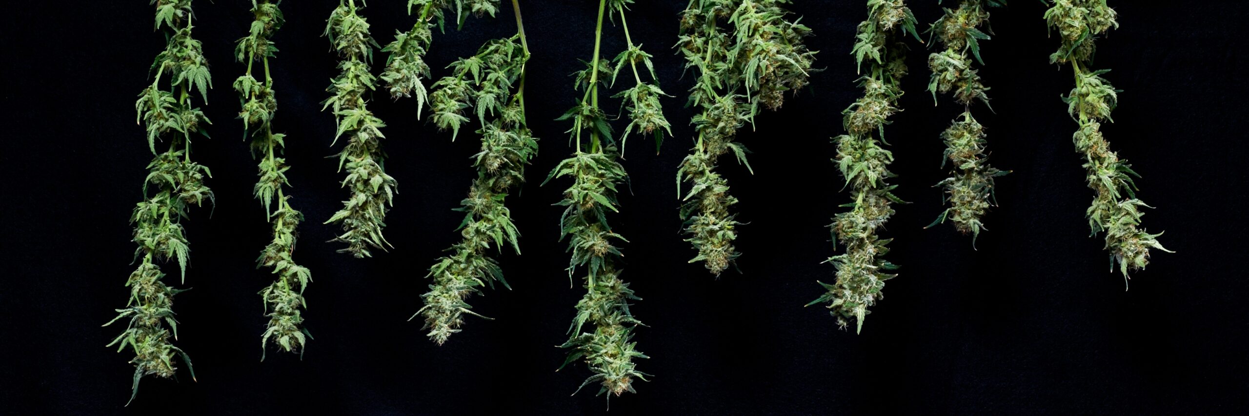 Como Colher e Curar Cannabis para Máxima Potência e Qualidade - CIA ...